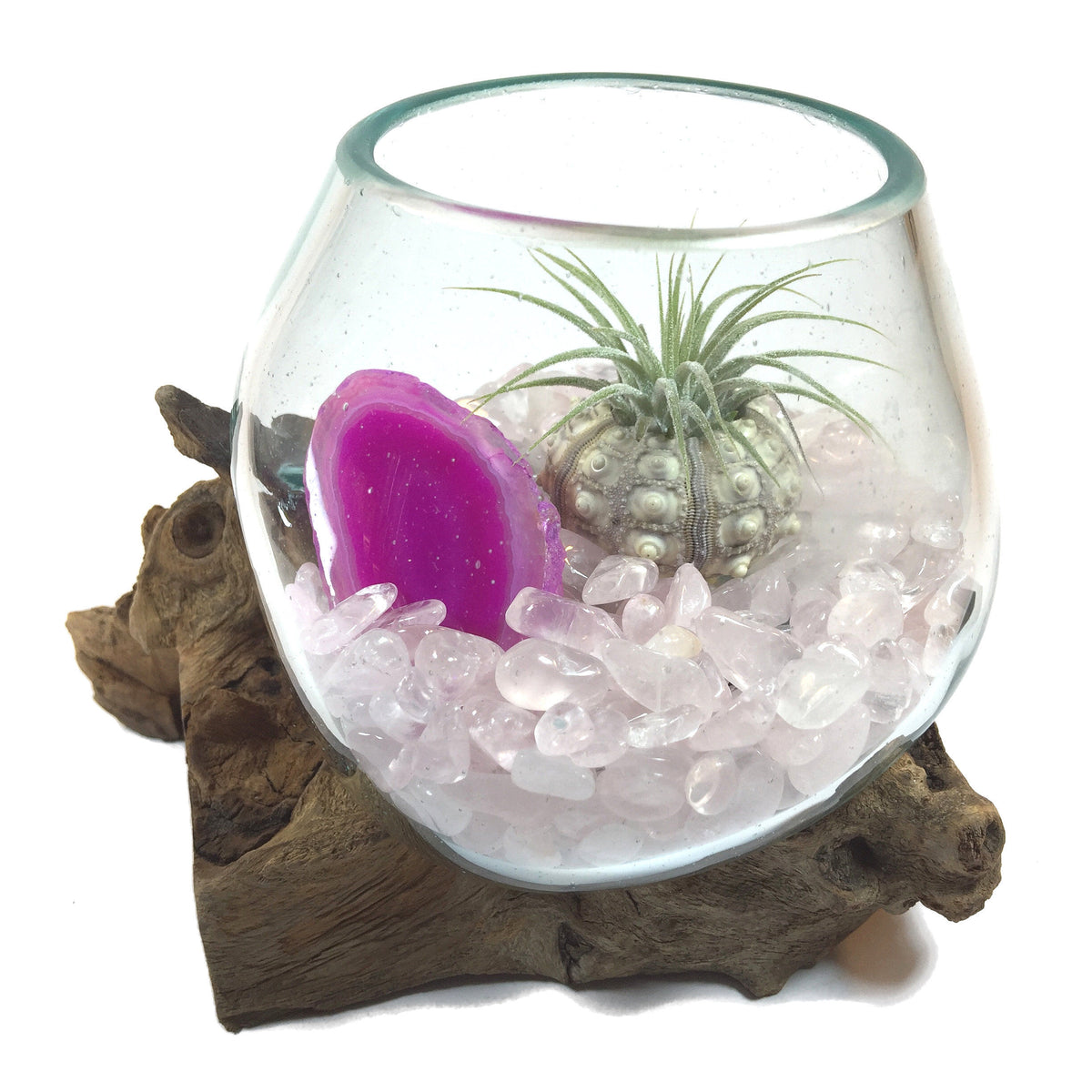 Terrariums – ShelliBay